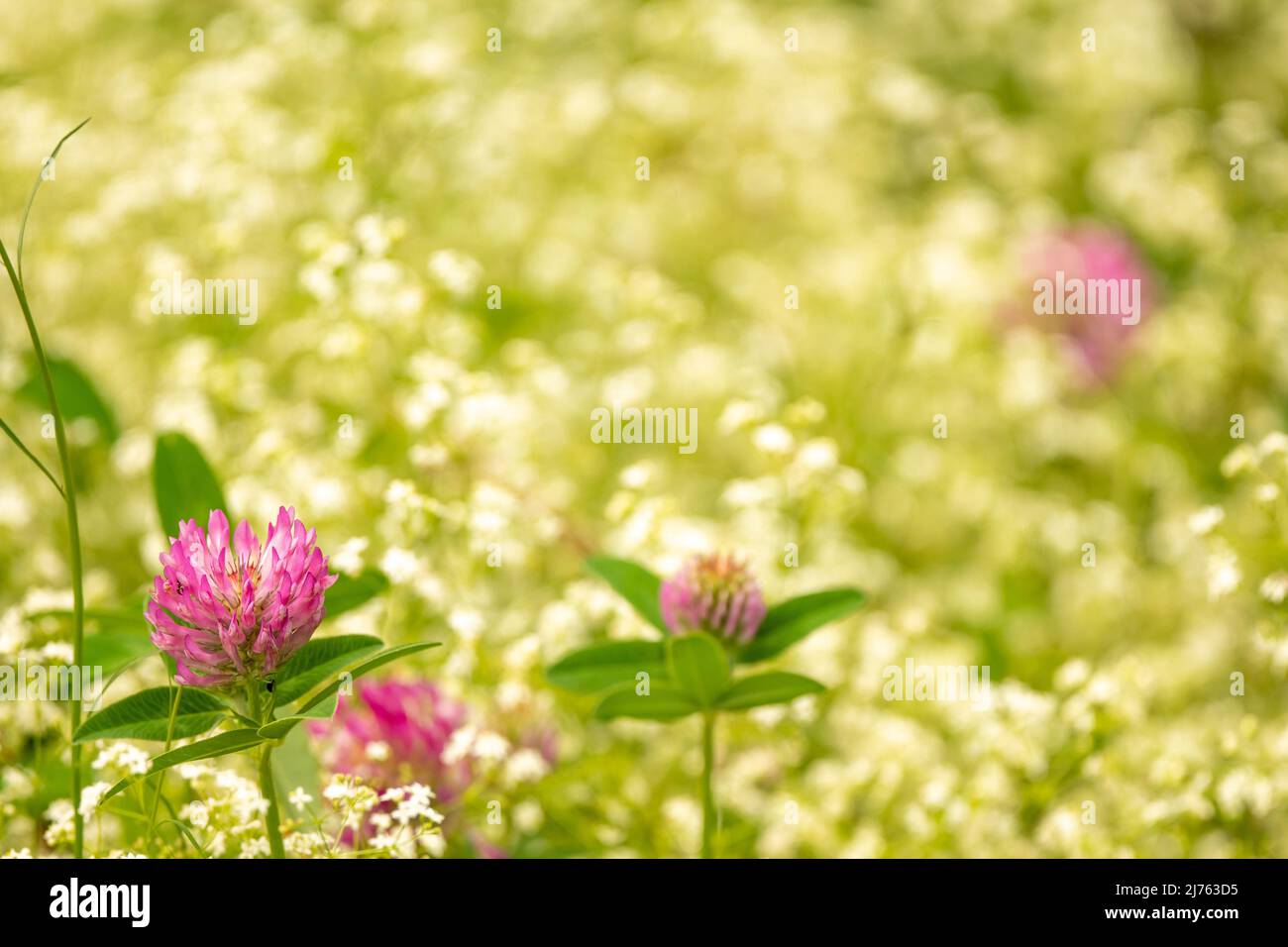 L'ultimo bosco di montagna rimasto nella valle dell'inn immagini e ...