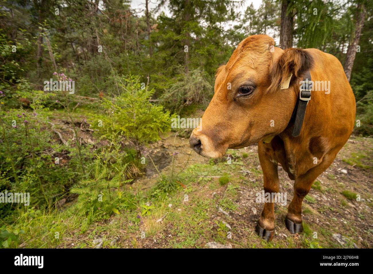 L'ultimo bosco di montagna rimasto nella valle dell'inn immagini e ...