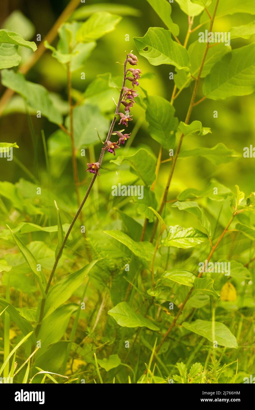 L'ultimo bosco di montagna rimasto nella valle dell'inn immagini e ...