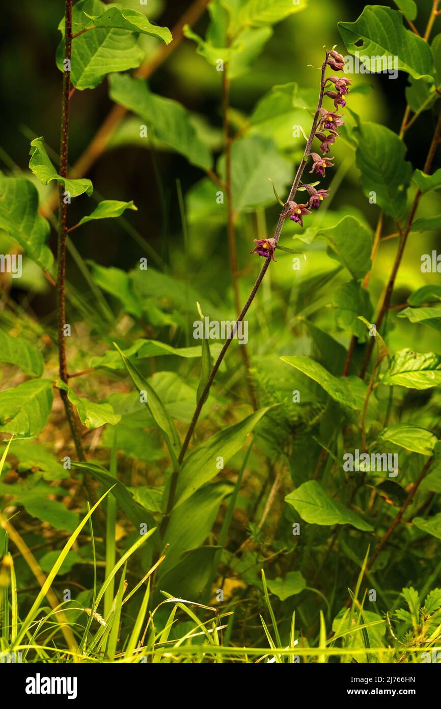 L'ultimo bosco di montagna rimasto nella valle dell'inn immagini e ...