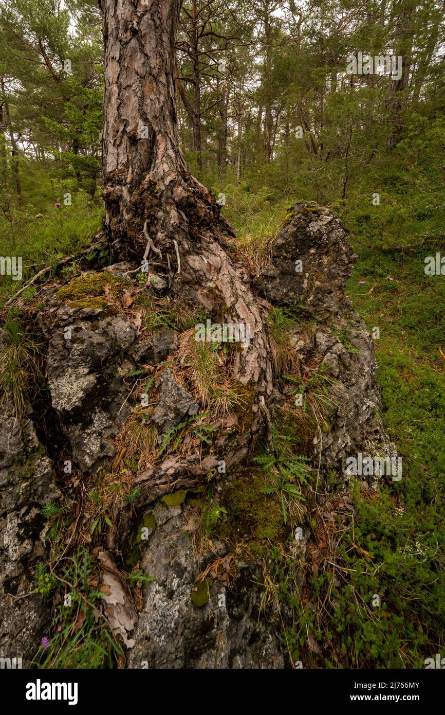L'ultimo bosco di montagna rimasto nella valle dell'inn immagini e ...