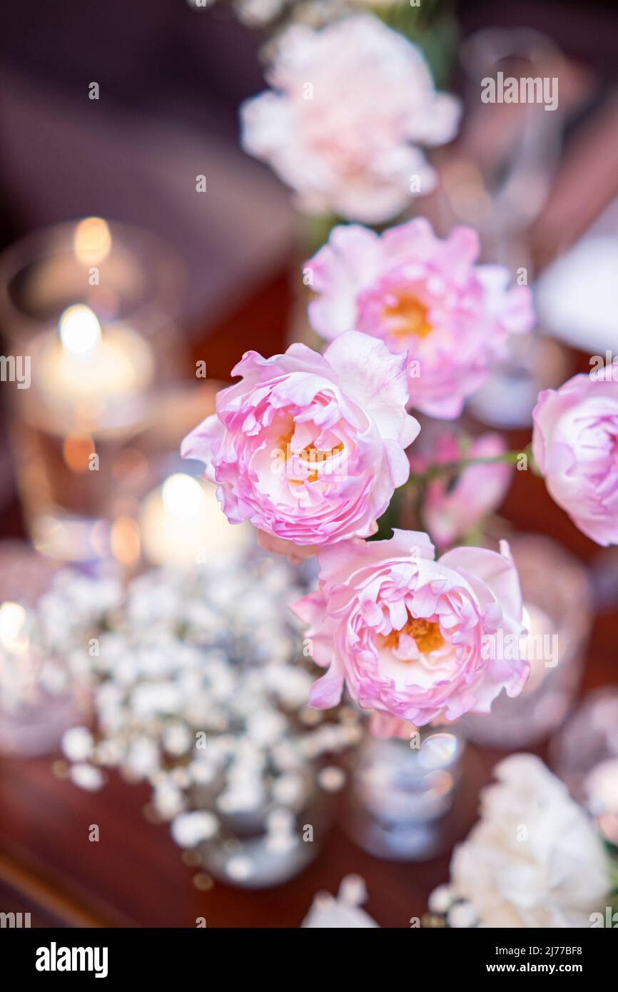 Rosa rosa piccola immagini e fotografie stock ad alta risoluzione - Alamy