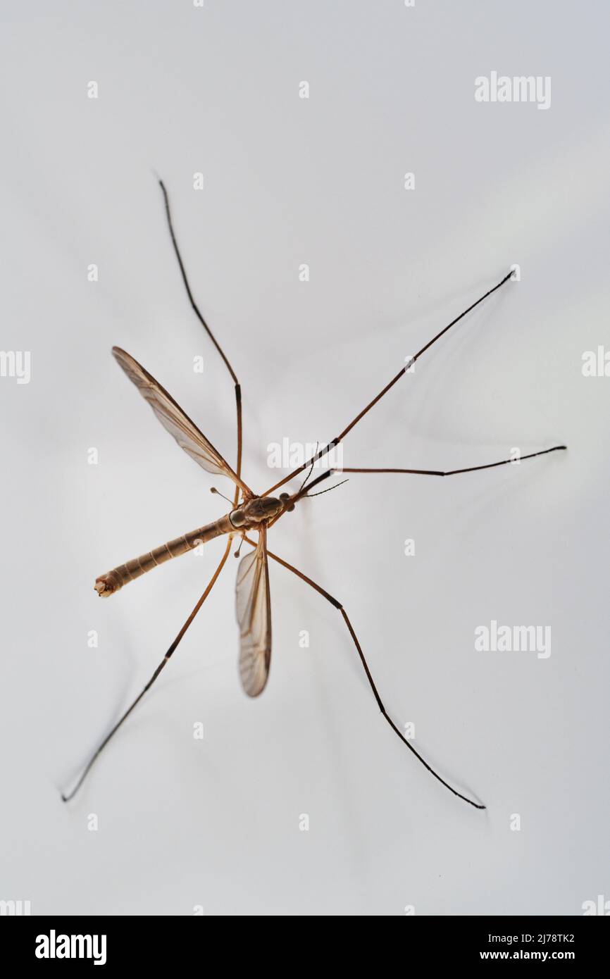 Emtomologia degli insetti immagini e fotografie stock ad alta ...