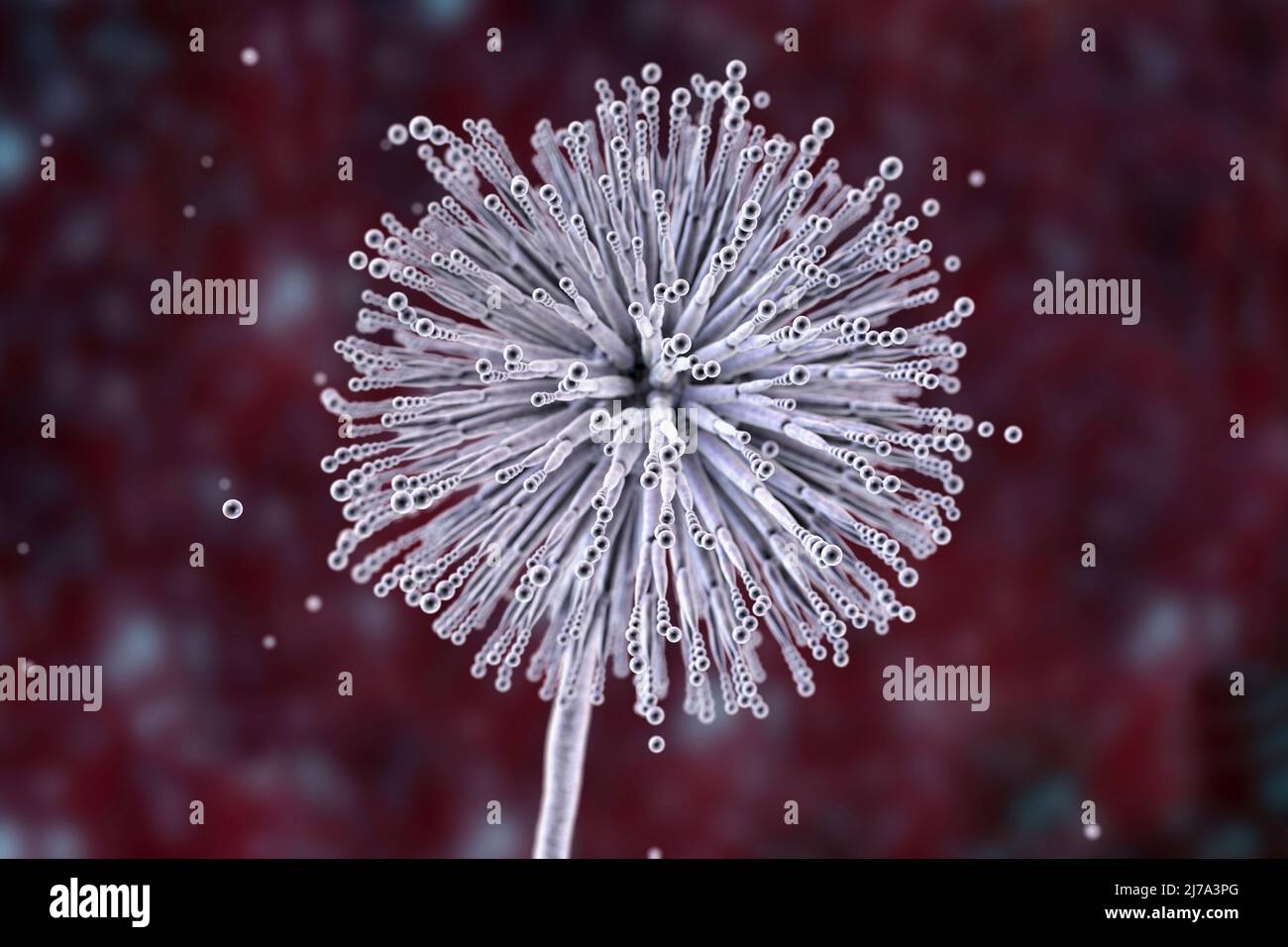 Aspergillus versicolor immagini e fotografie stock ad alta risoluzione ...