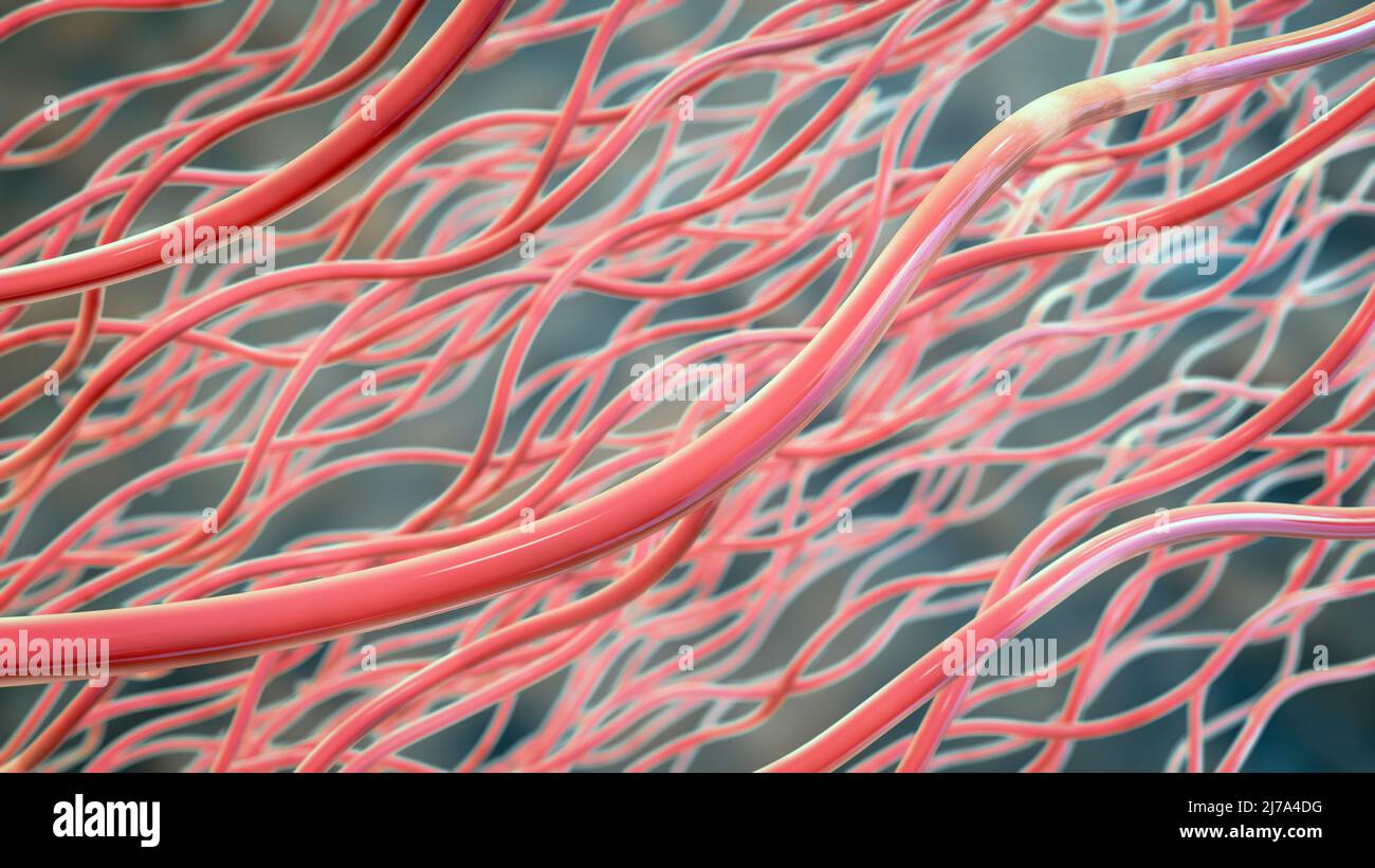 Collagen connective tissue immagini e fotografie stock ad alta ...