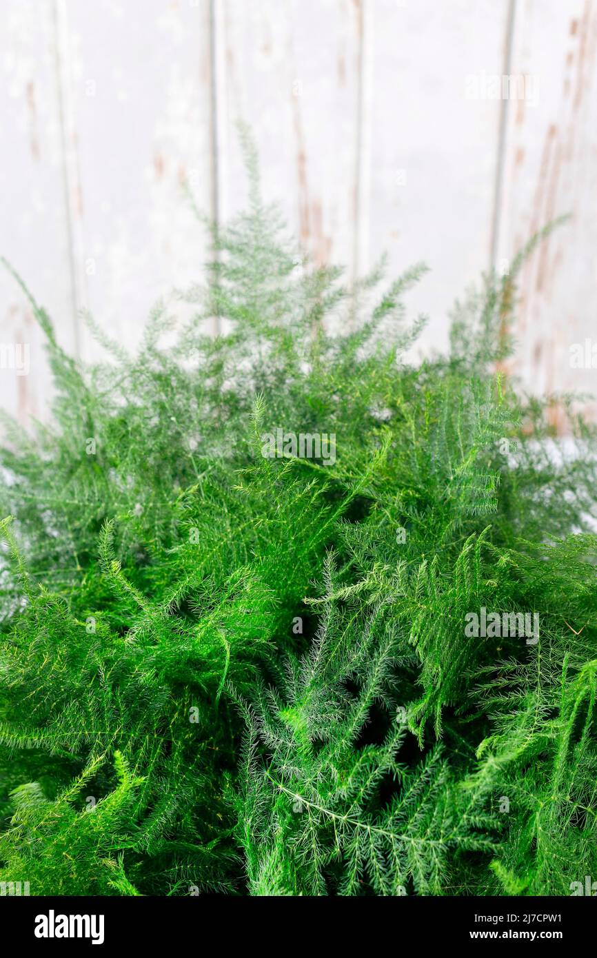 Asparagus setaceus immagini e fotografie stock ad alta risoluzione - Alamy