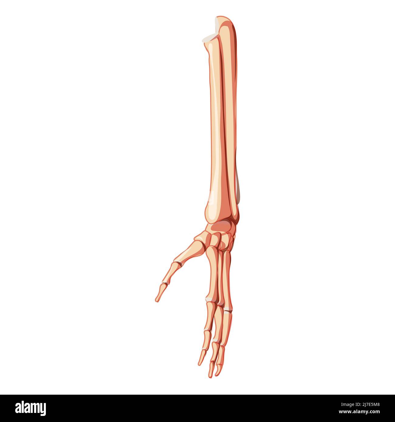 Bone of the hand anterior view Immagini Vettoriali Stock - Alamy