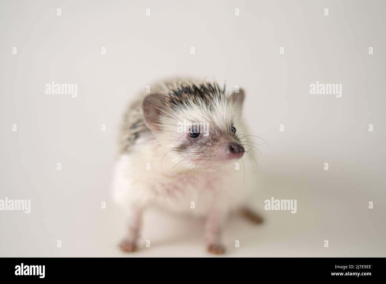 African pygmy hedgehog immagini e fotografie stock ad alta risoluzione ...