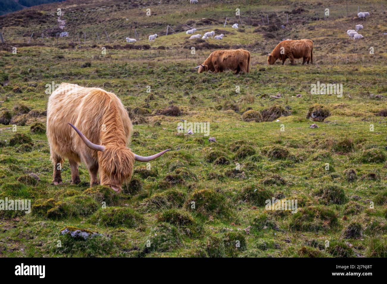 La mucca delle Highland, la più antica razza di bestiame registrata al ...