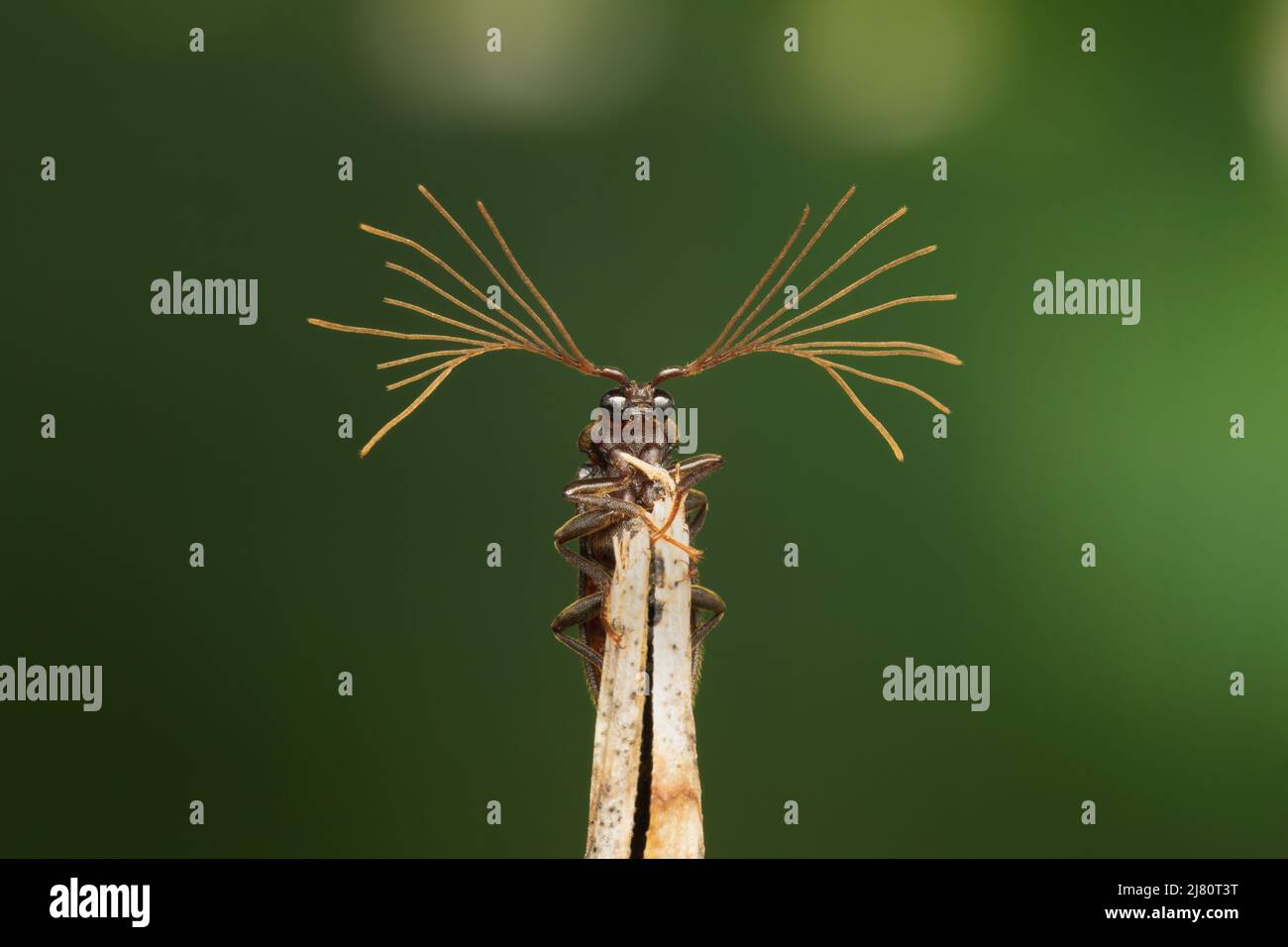 Organi di senso immagini e fotografie stock ad alta risoluzione - Alamy