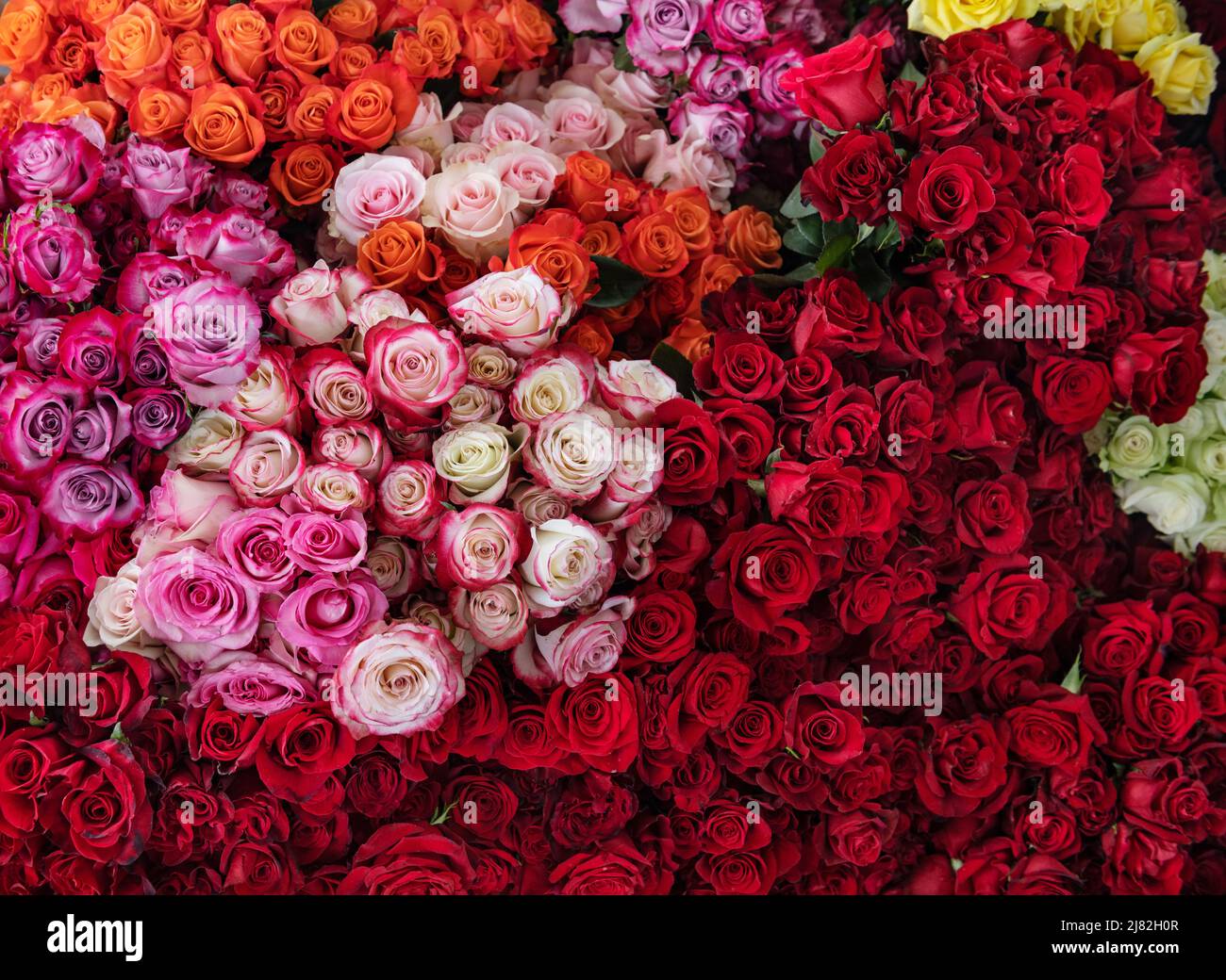 Rose colorate immagini e fotografie stock ad alta risoluzione - Alamy