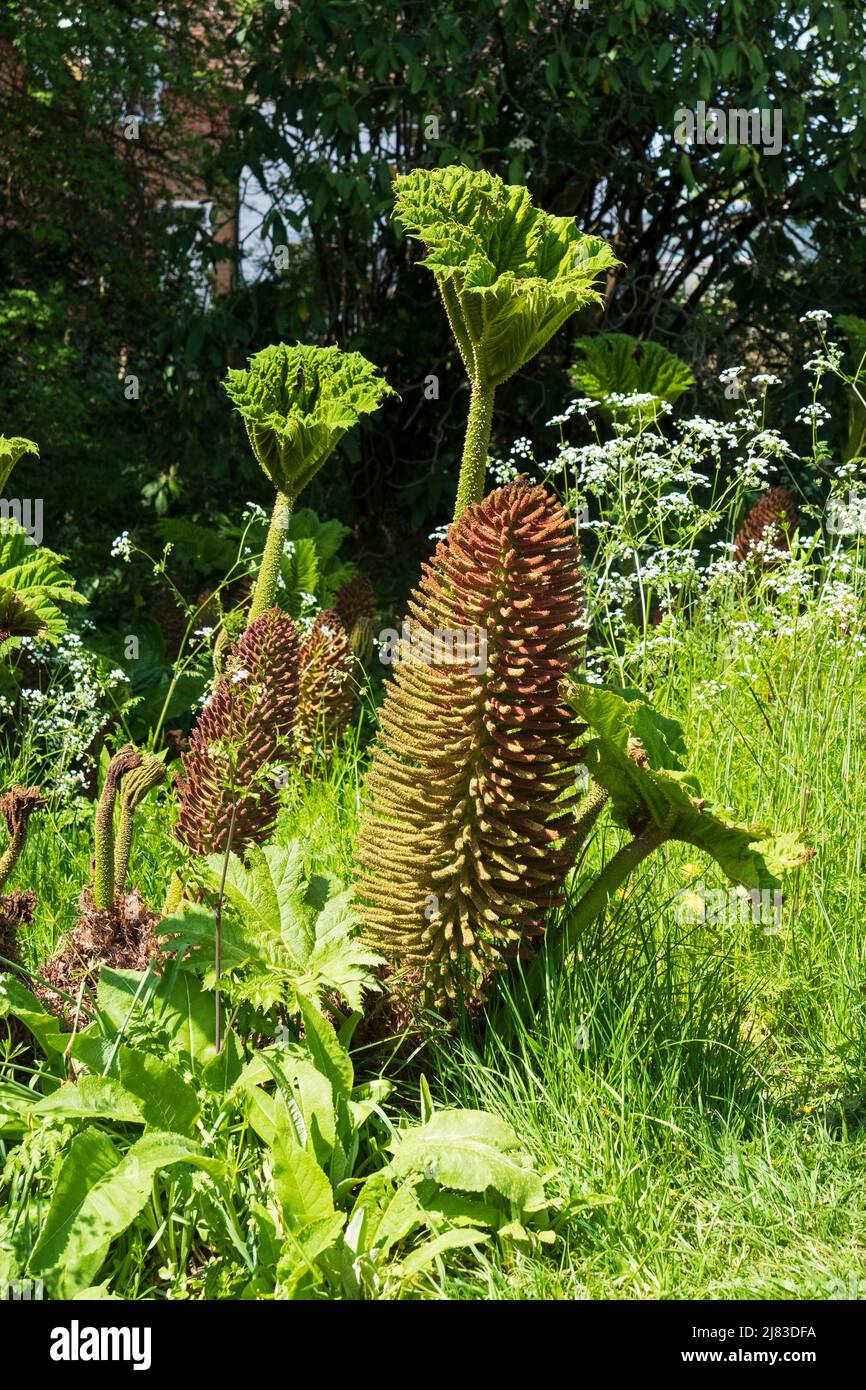 Pflanzen exotischen reiz immagini e fotografie stock ad alta ...