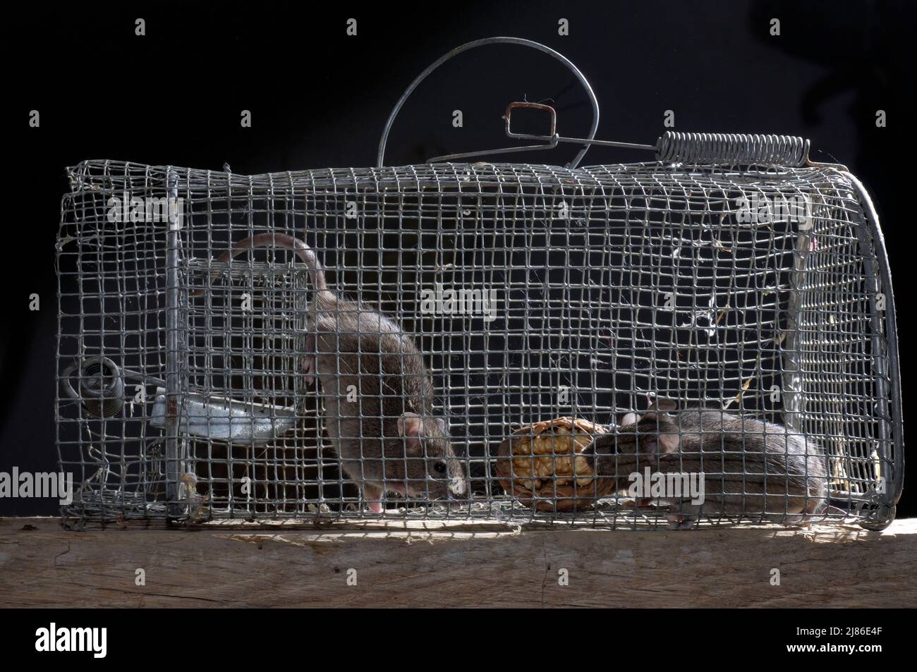 Coppia di trappole immagini e fotografie stock ad alta risoluzione - Alamy