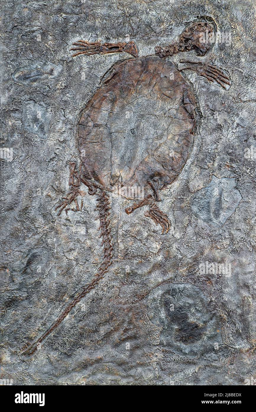 Fossile di tartaruga immagini e fotografie stock ad alta risoluzione ...