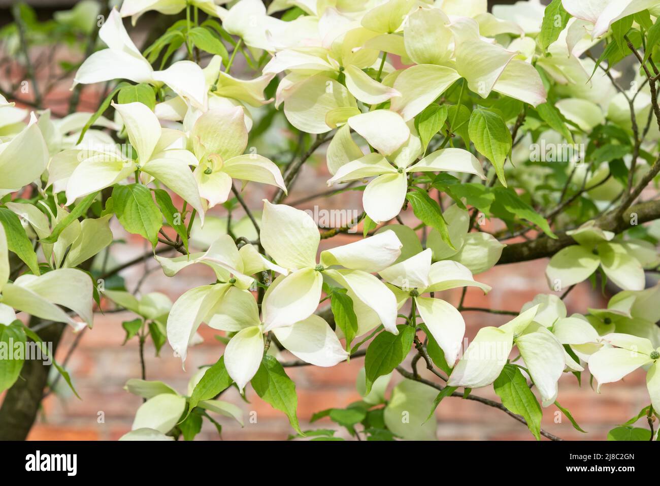 Cornus rutgersensis immagini e fotografie stock ad alta risoluzione - Alamy
