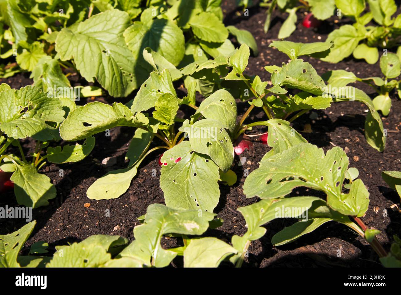 Wisley world food garden immagini e fotografie stock ad alta ...