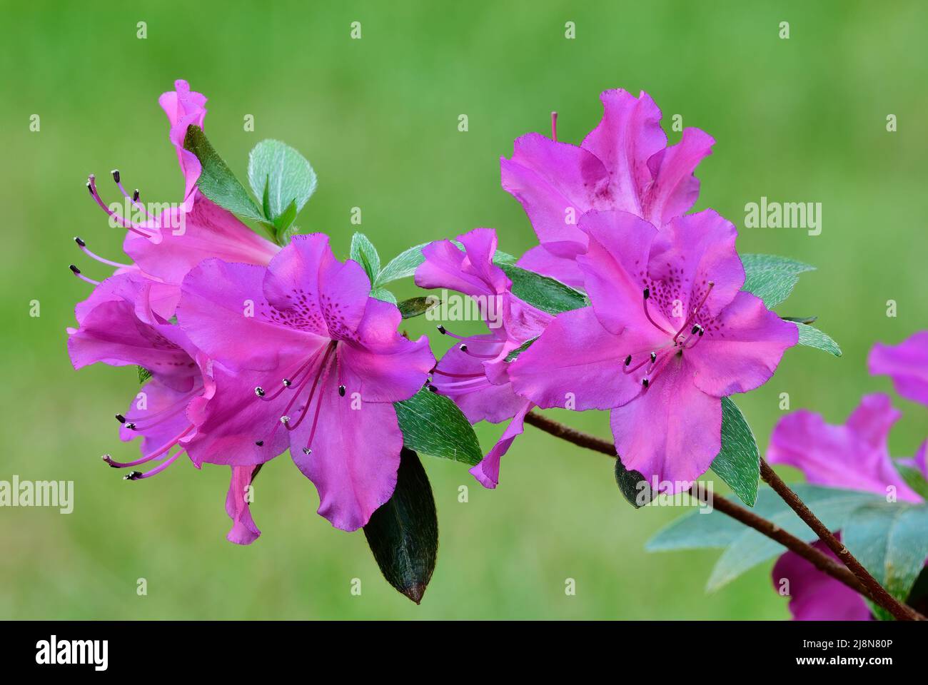 Rhododendron japonica immagini e fotografie stock ad alta risoluzione ...