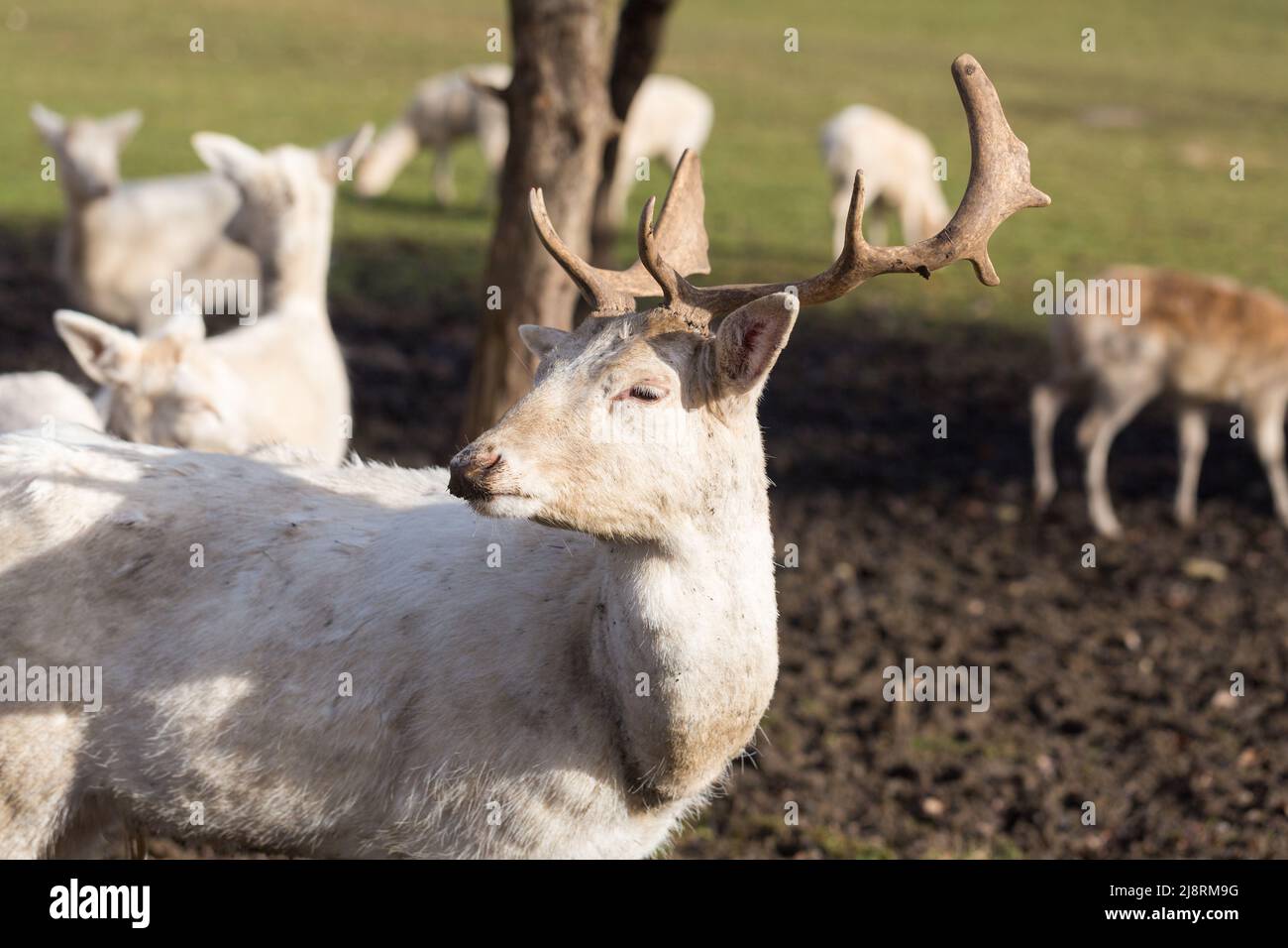Cervo bianco immagini e fotografie stock ad alta risoluzione - Alamy
