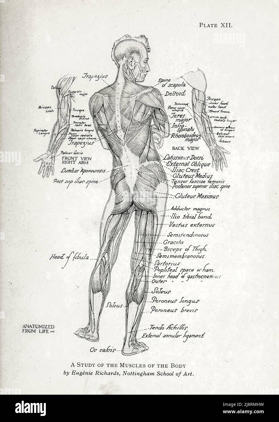 Human body muscles pencil drawing immagini e fotografie stock ad alta ...