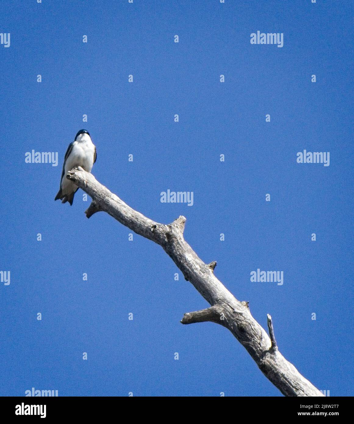 Old world flycatchers immagini e fotografie stock ad alta risoluzione ...