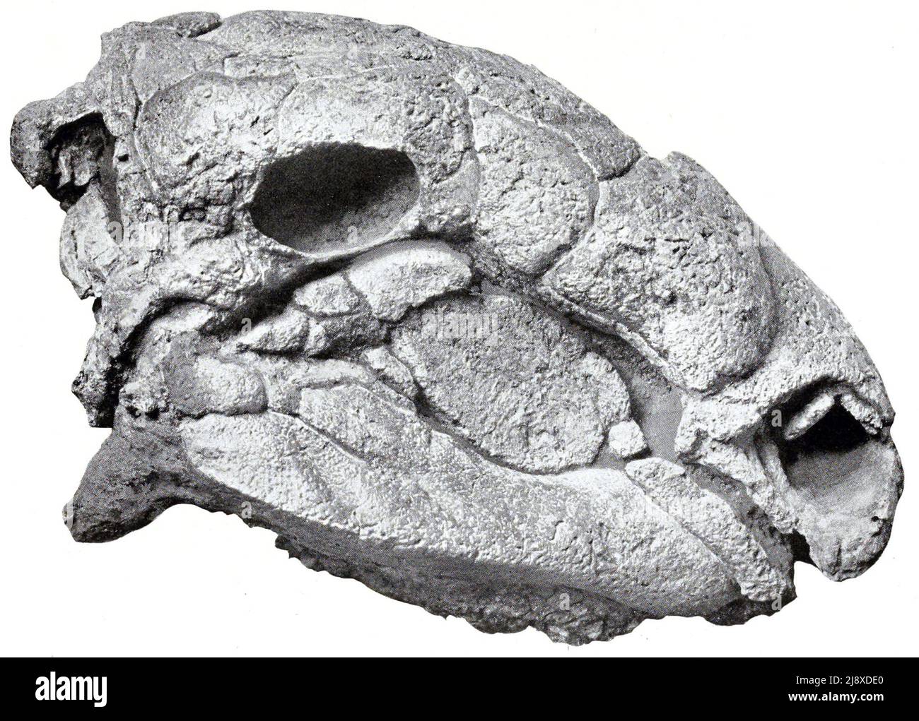 Panoplosaurus mirus immagini e fotografie stock ad alta risoluzione - Alamy