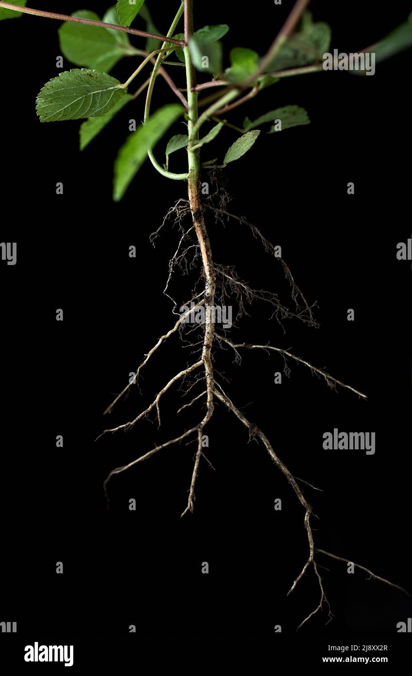 Radice del capello immagini e fotografie stock ad alta risoluzione - Alamy
