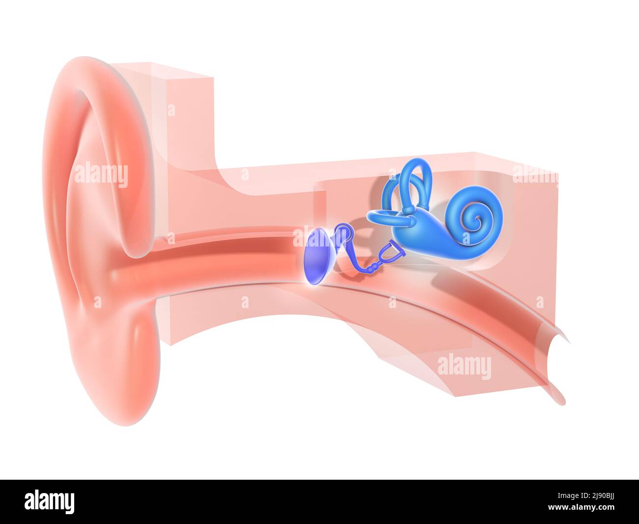 Orecchio interno immagini e fotografie stock ad alta risoluzione - Alamy