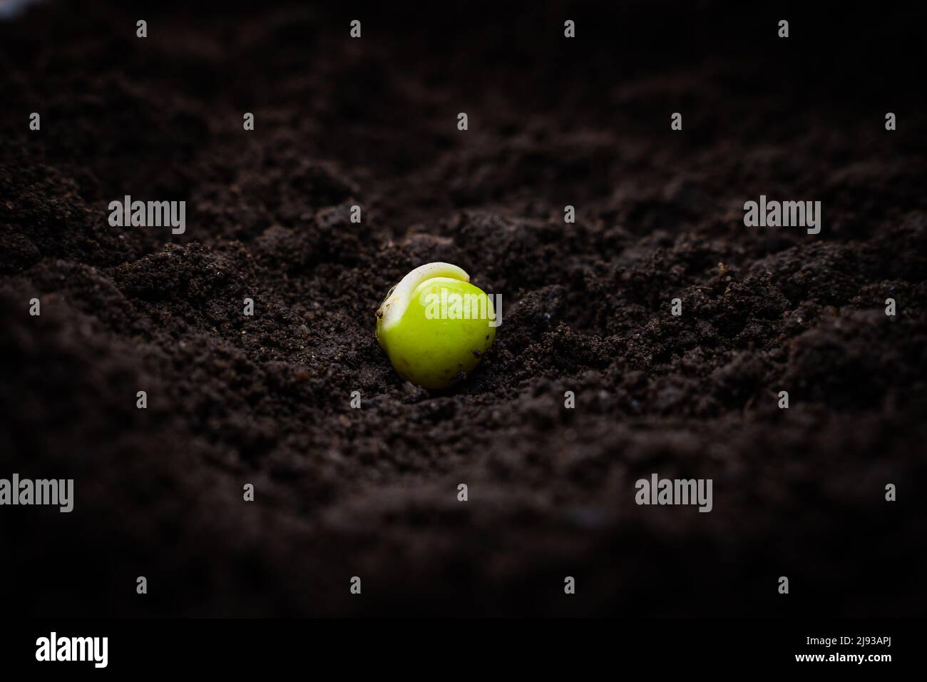 Seme nel terreno immagini e fotografie stock ad alta risoluzione - Alamy