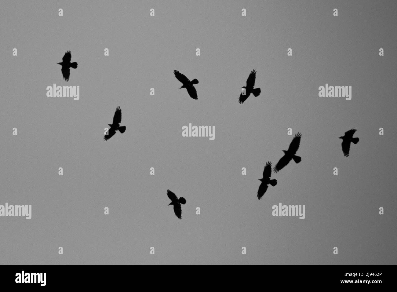 Volare in cielo immagini e fotografie stock ad alta risoluzione - Alamy