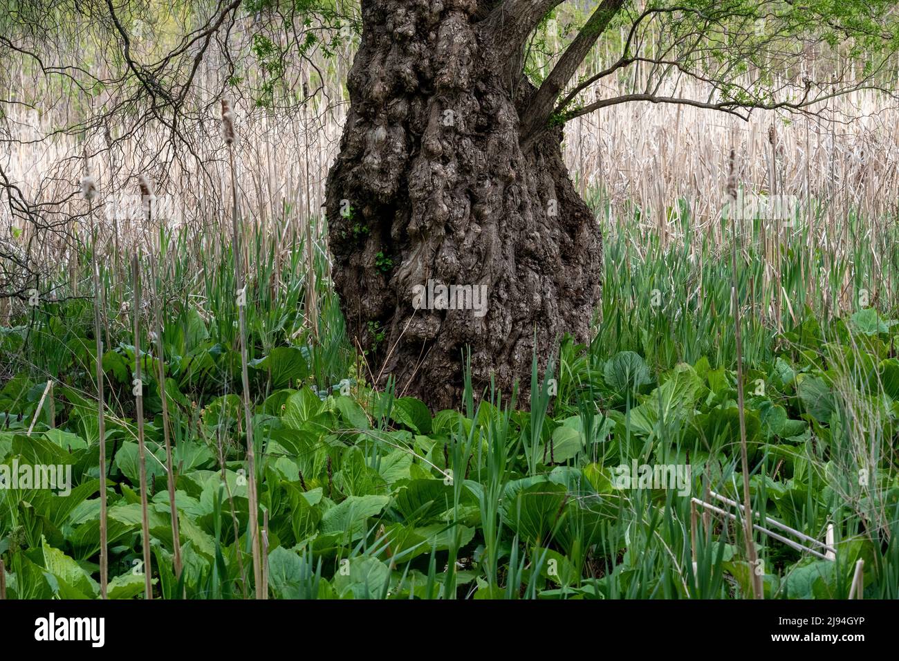 Arnold arboretum immagini e fotografie stock ad alta risoluzione - Alamy