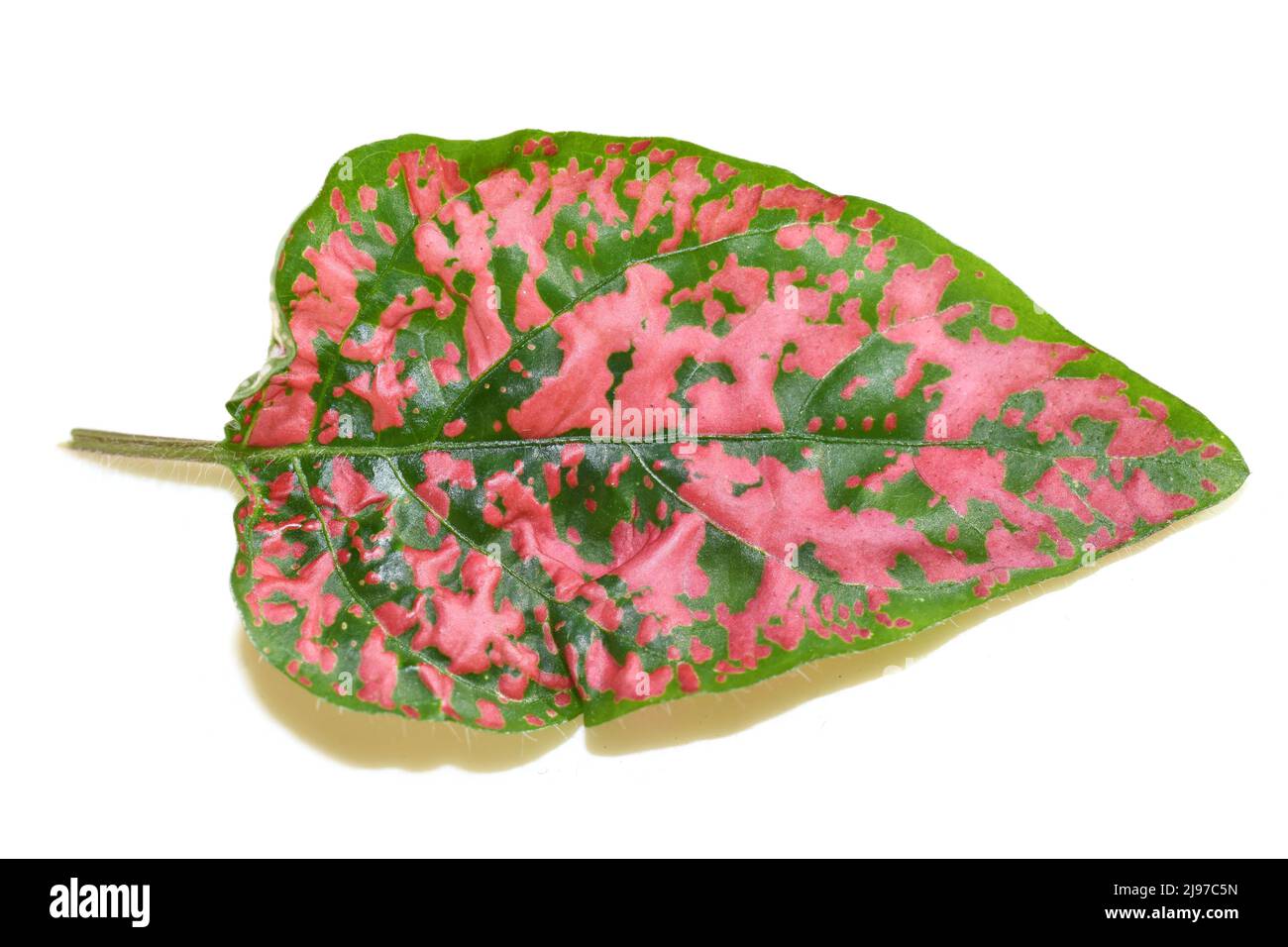 Rosa variegata immagini e fotografie stock ad alta risoluzione - Alamy