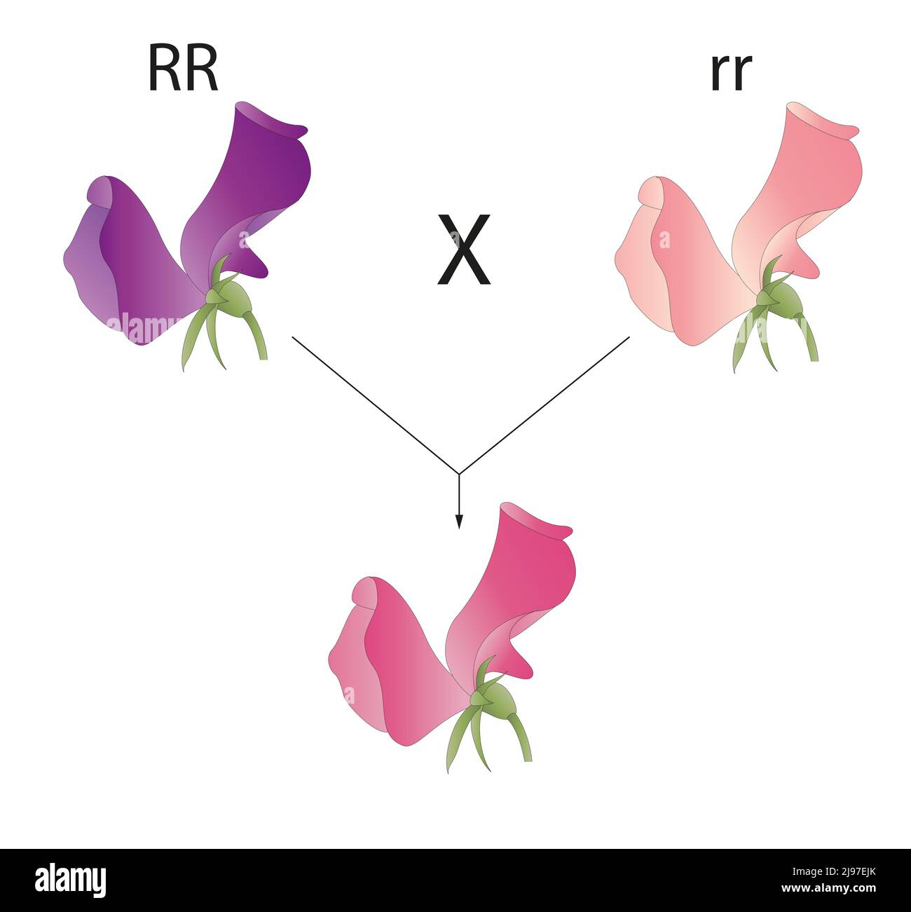 Pianta di dominanza immagini e fotografie stock ad alta risoluzione - Alamy