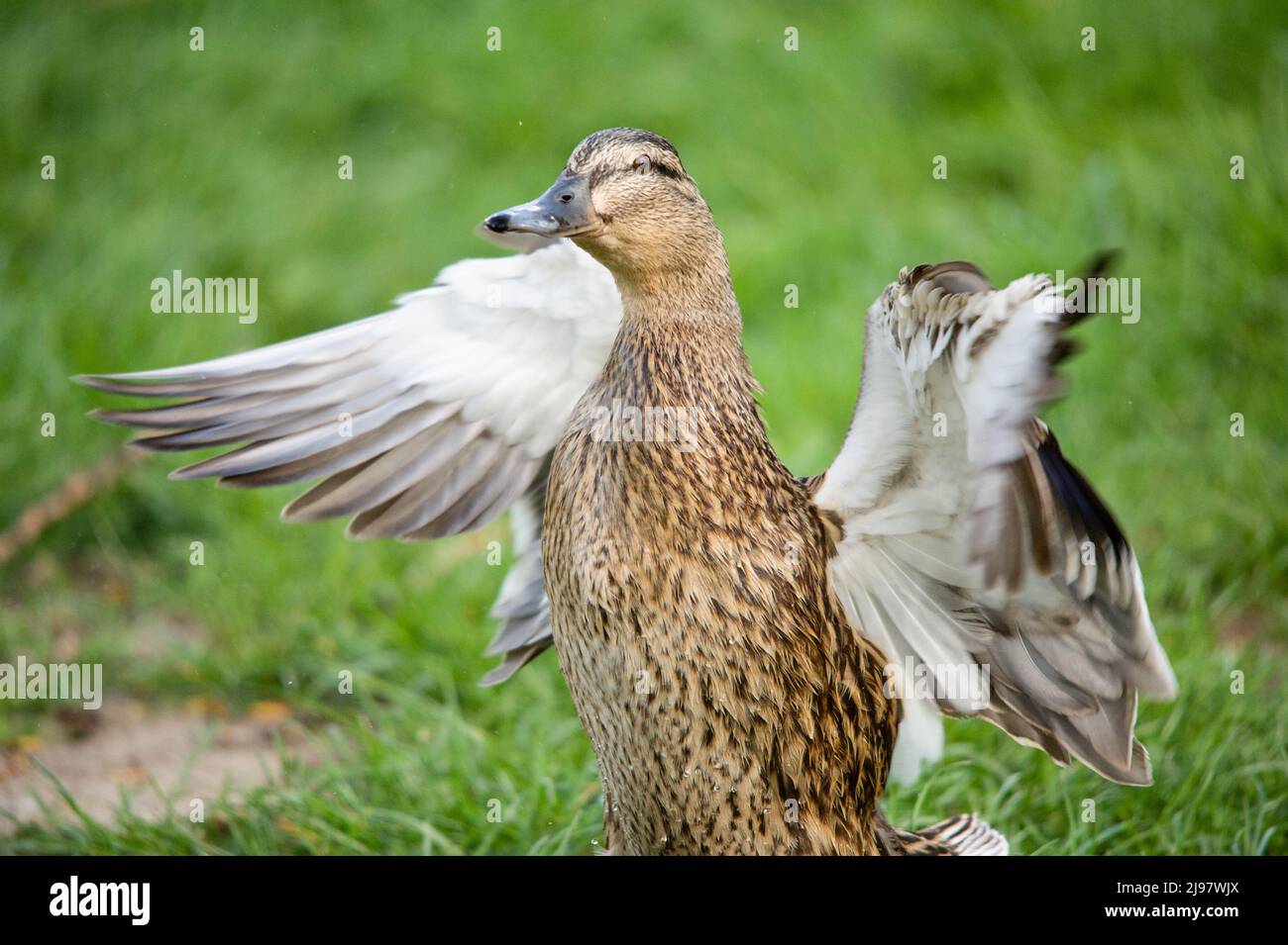 Anatra che sbatte le ali immagini e fotografie stock ad alta ...