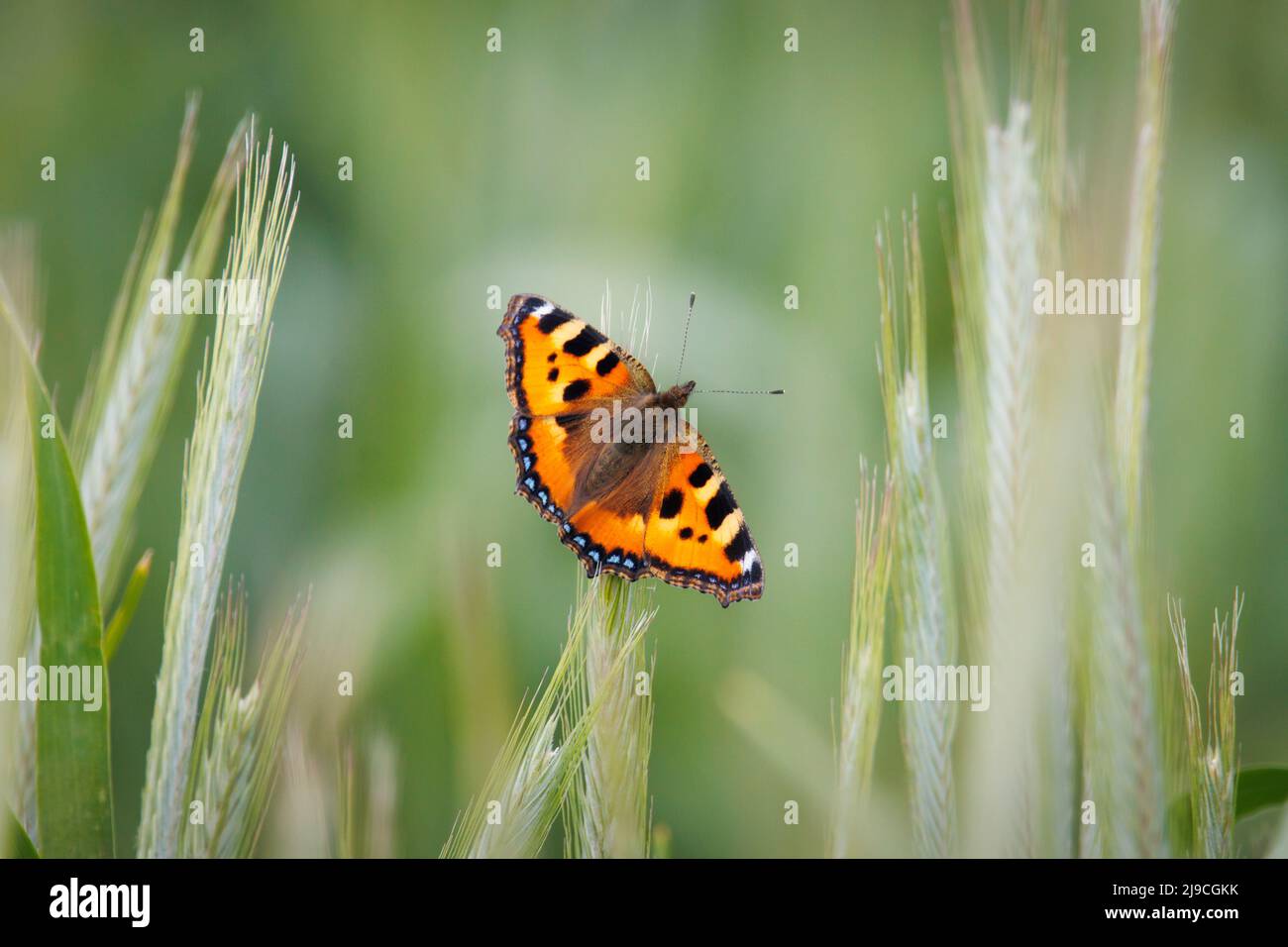 Piccola farfalla di tartaruga immagini e fotografie stock ad alta ...