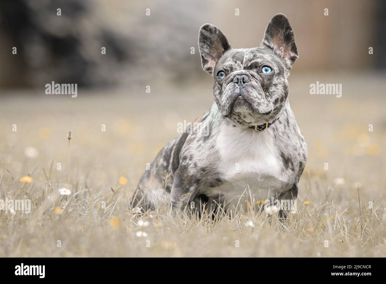 Merle blu con gli occhi blu immagini e fotografie stock ad alta ...