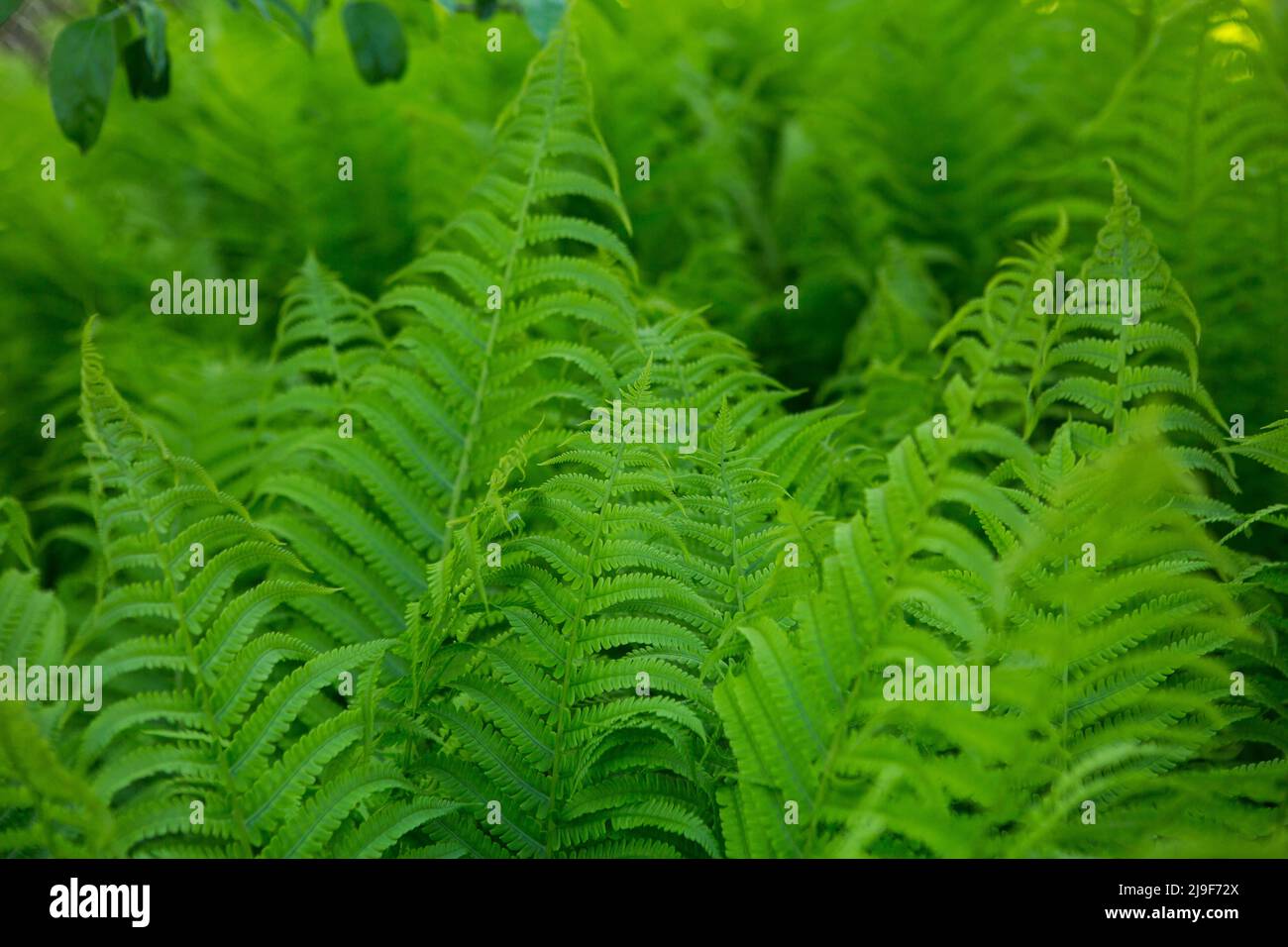 Felci colorate immagini e fotografie stock ad alta risoluzione - Alamy