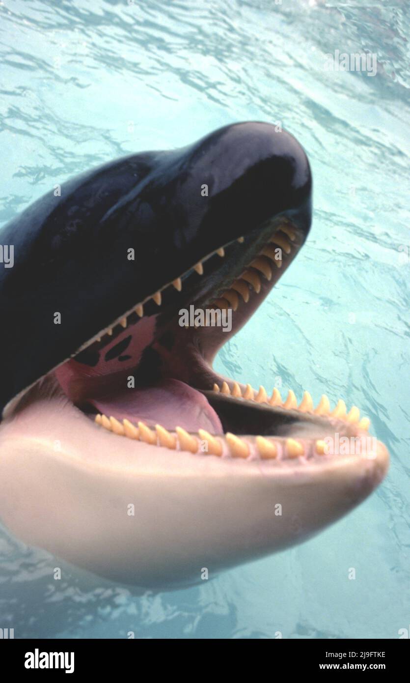 La balena Killer, Orcinus orca, è una balena dentata della famiglia di ...