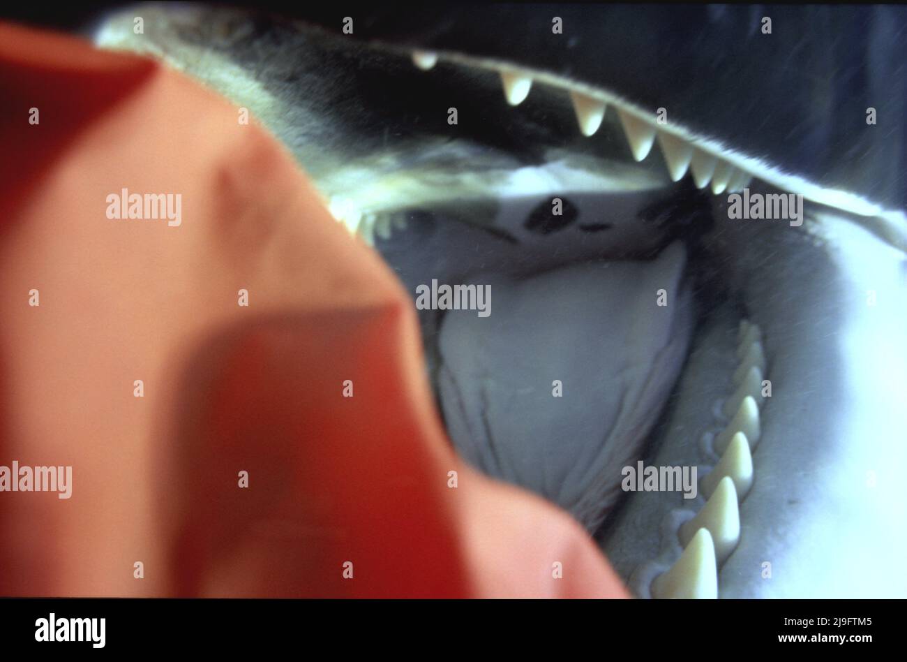 La balena Killer, Orcinus orca è una balena dentata, una vista dei ...