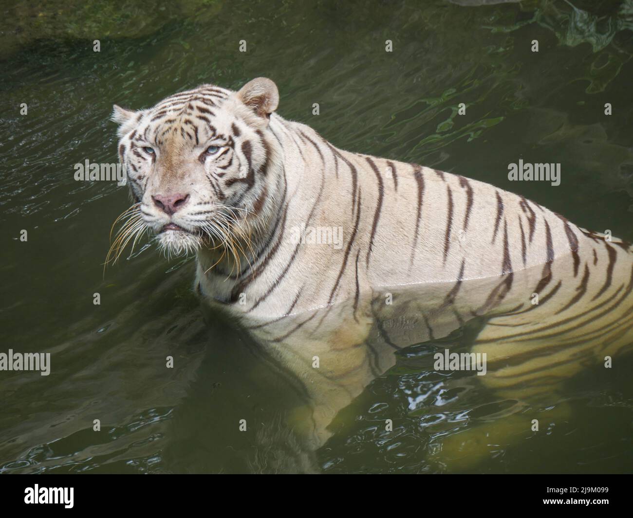 Faccia di tigre bianca immagini e fotografie stock ad alta risoluzione ...