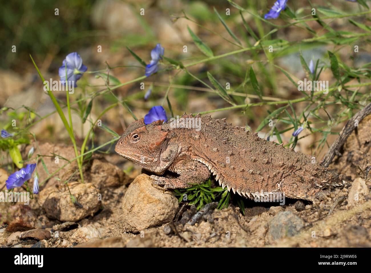 Lucertola dalle corna corte immagini e fotografie stock ad alta ...