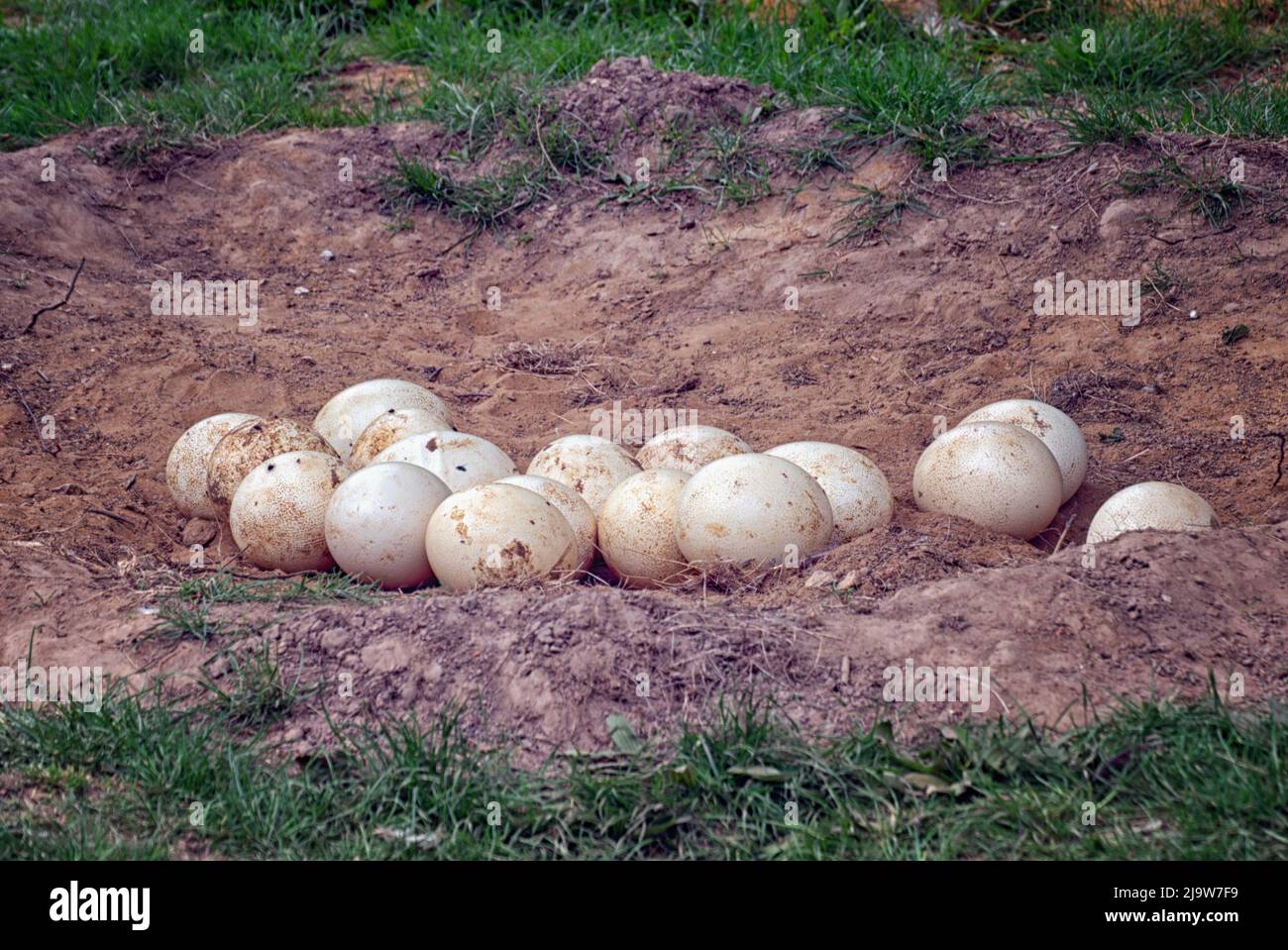 Uova di struzzo immagini e fotografie stock ad alta risoluzione - Alamy