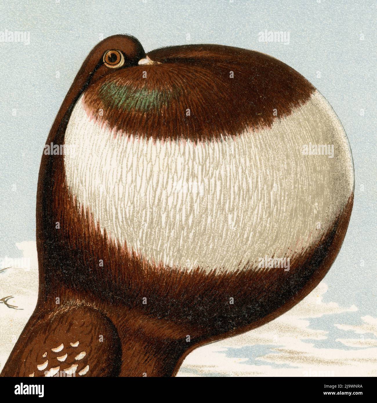 Vista dettagliata in formato quadrato di un piccione rosso-pied maschio ...