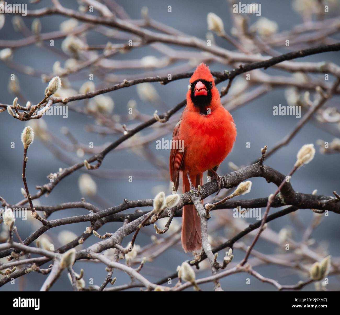 Uccello cardinale rosso immagini e fotografie stock ad alta risoluzione ...