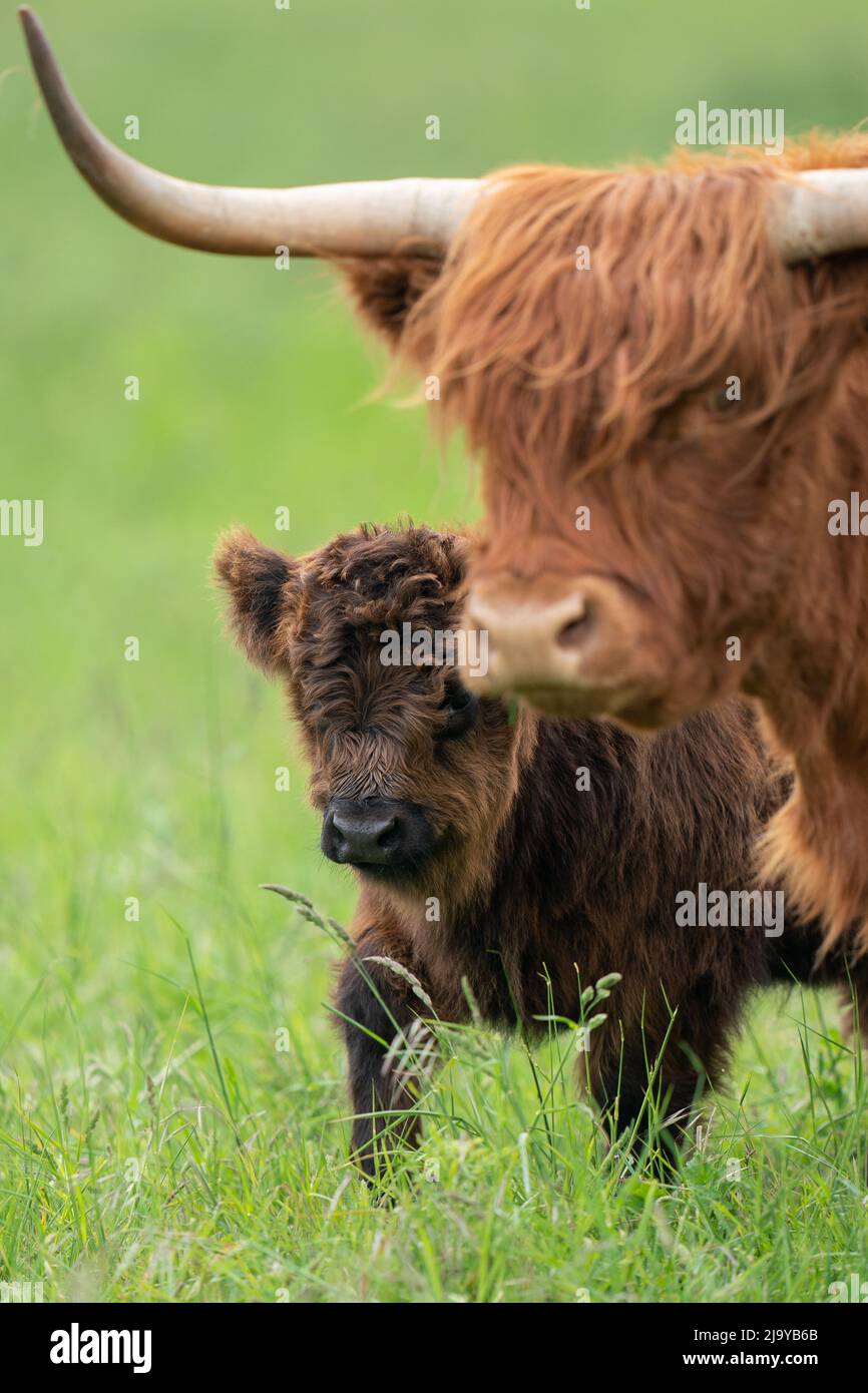 La mela della mucca delle Highland con il suo vitello Malin presso la ...