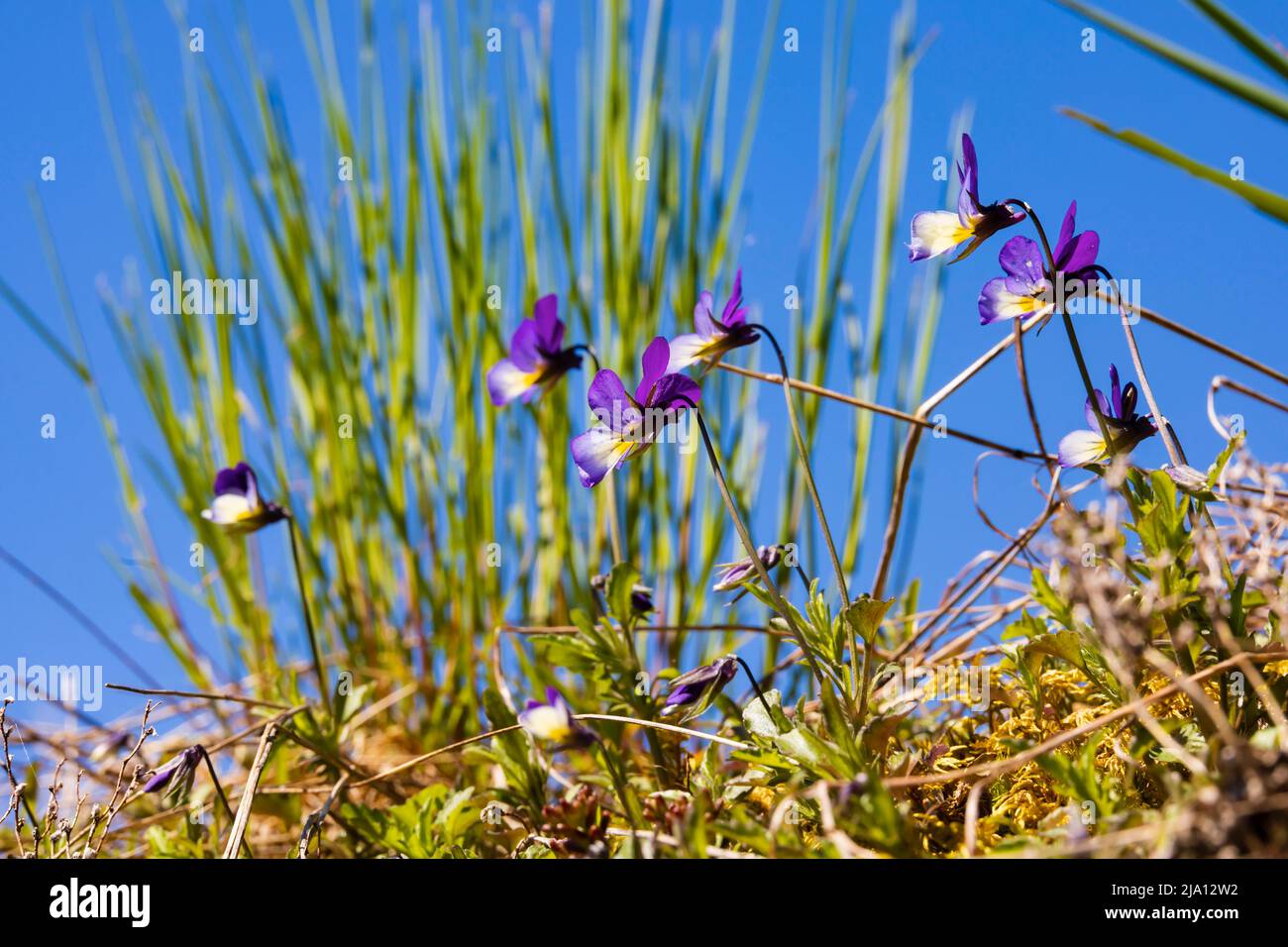 Tetto in erba norvegia immagini e fotografie stock ad alta risoluzione ...