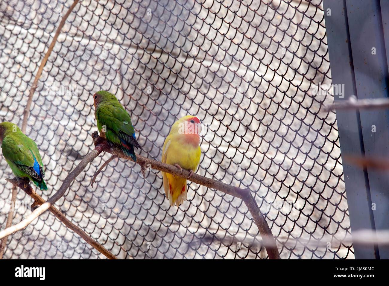 pappagalli verdi e gialli seduti in una gabbia nello zoo, pappagalli di ...