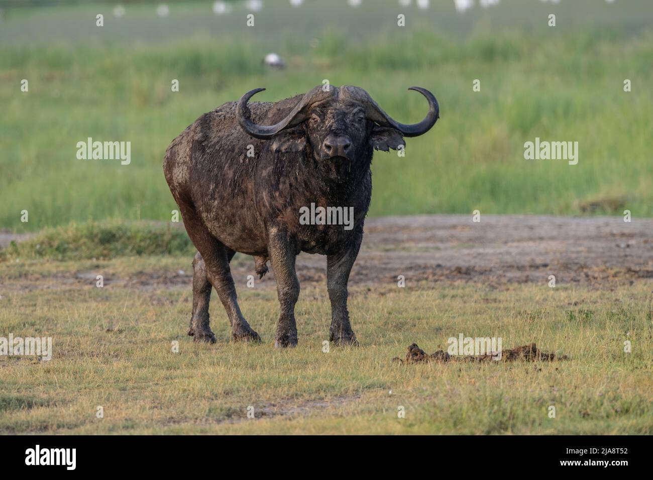 Immagini bufale immagini e fotografie stock ad alta risoluzione - Alamy