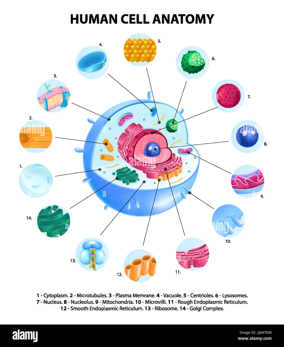 Anatomia delle cellule umane infografiche realistiche con diagramma ...