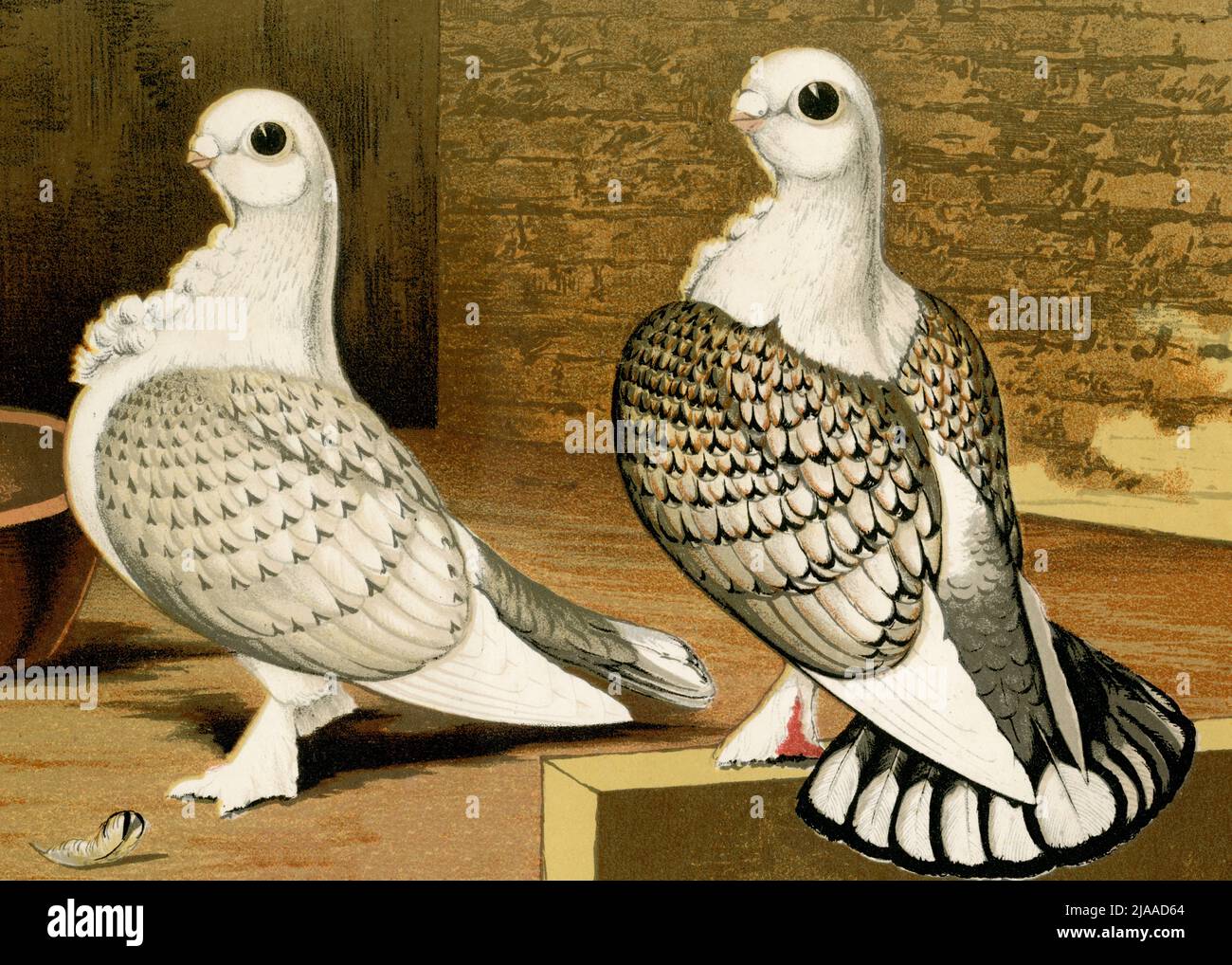 Libro del piccione di cassells immagini e fotografie stock ad alta ...