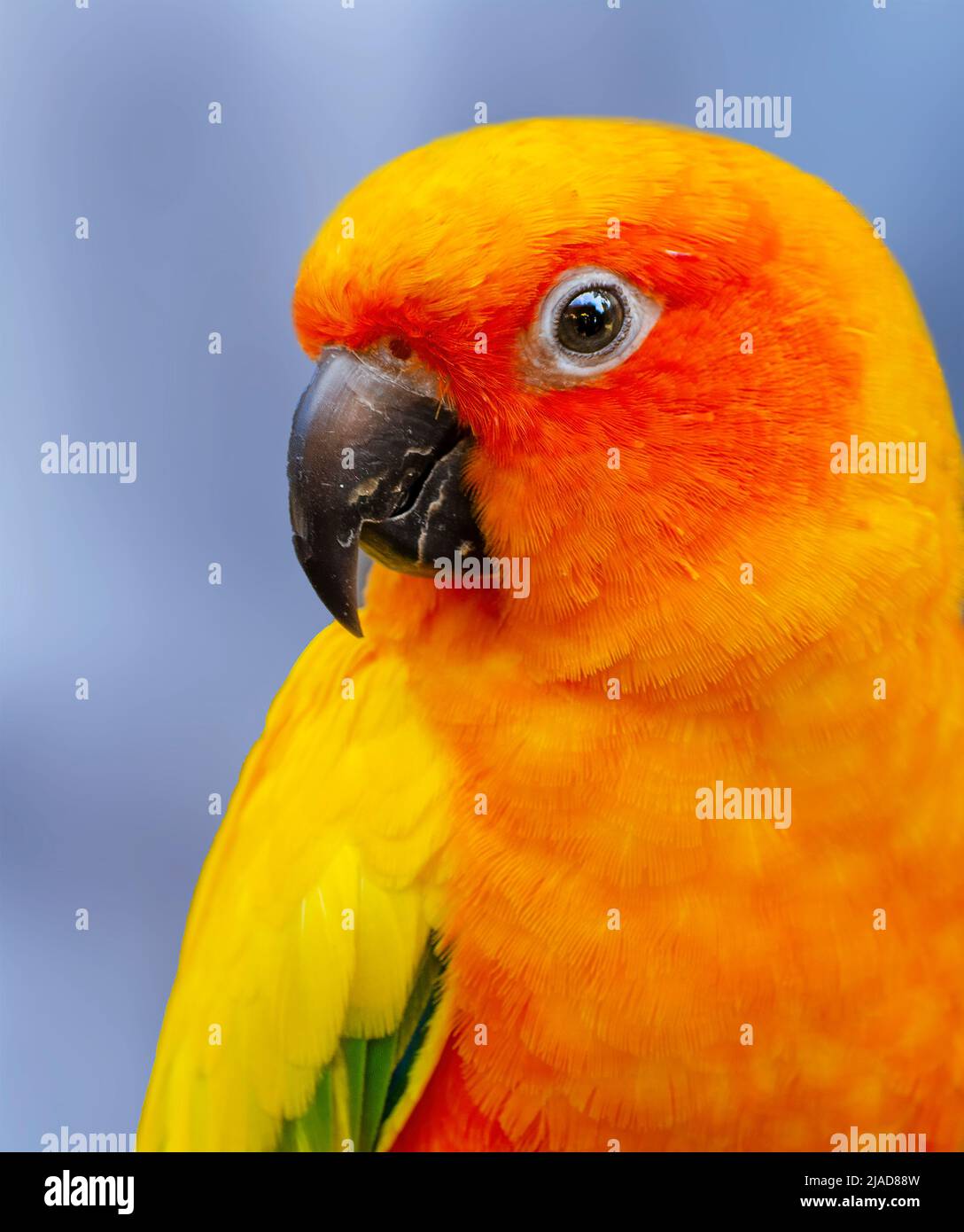 Uccello conuro del sole immagini e fotografie stock ad alta risoluzione ...